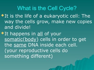 cell cycle and cell division (mitosis).pptx
