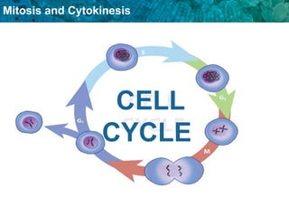 Cell cycle mitosis.pptxCell cycle mitosis.pptx