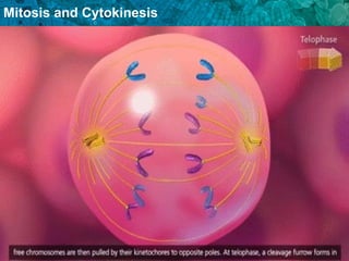 Cell cycle mitosis.pptxCell cycle mitosis.pptx