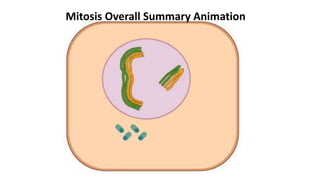 Cell cycle(mitosis) for high school.pptx