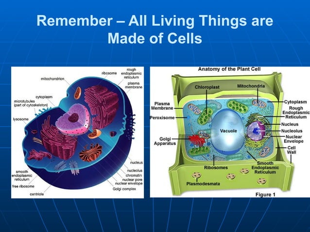 CELL CYCLE, MITOSIS & MEIOSIS Grade 8 Science lesson | PPT