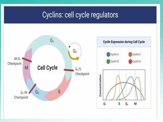 Cell cycle,cell cycle checkpoint and control | PPT