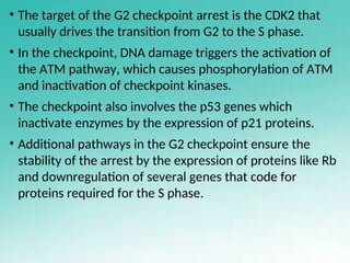 Cell cycle,cell cycle checkpoint and control | PPT