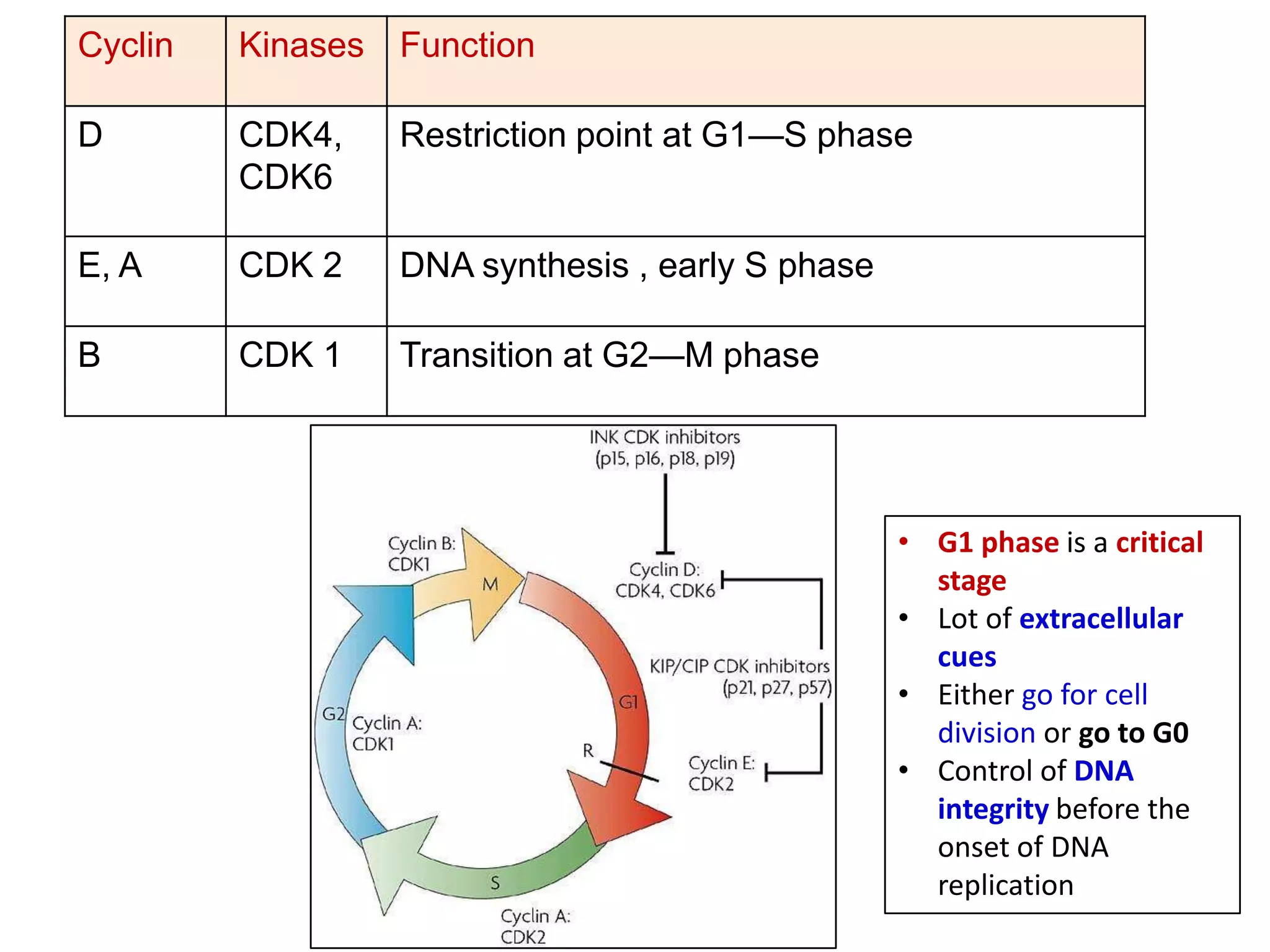 Cell cycle | PPTX