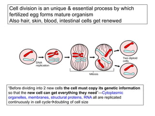 Cell cycle | PPTX