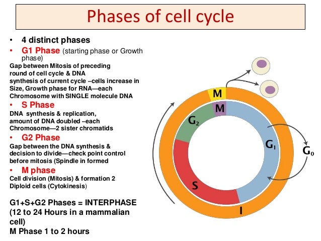 Cell Cycle Cell Cycle