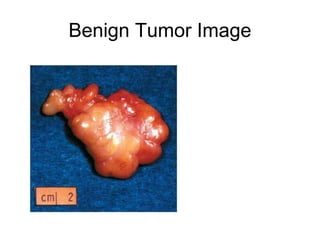 Cell cycle n its regulation | PPT