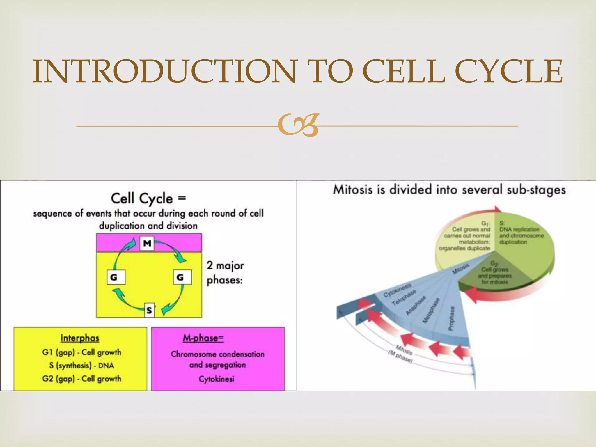 Cell cycle of Xenopus | PPTX
