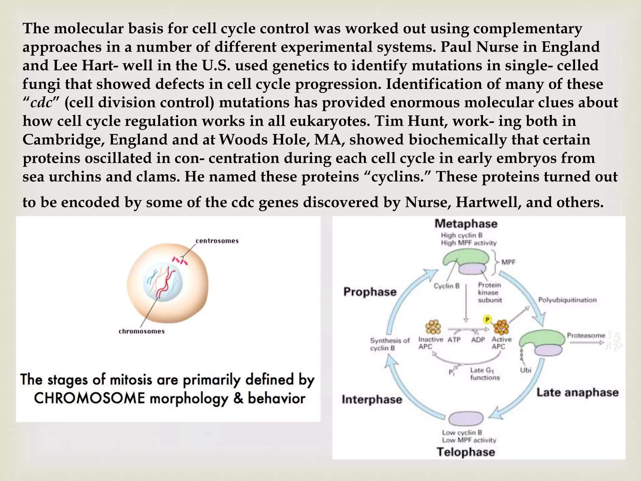 Cell cycle of Xenopus | PPTX