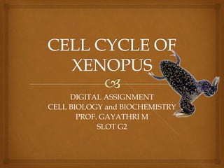 Cell cycle of Xenopus | PPTX
