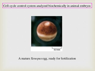 Cell cycle of Xenopus | PPTX