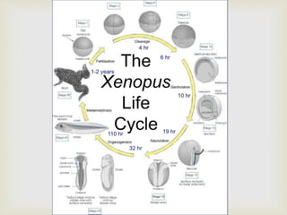 Cell cycle of Xenopus | PPTX
