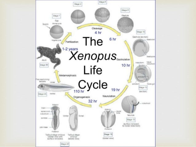 Cell cycle of Xenopus