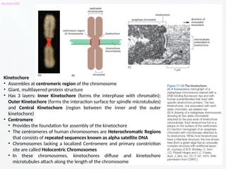Cell cycle part 2 (Mitosis, Meiosis, Differences, Nondisjuction and ...