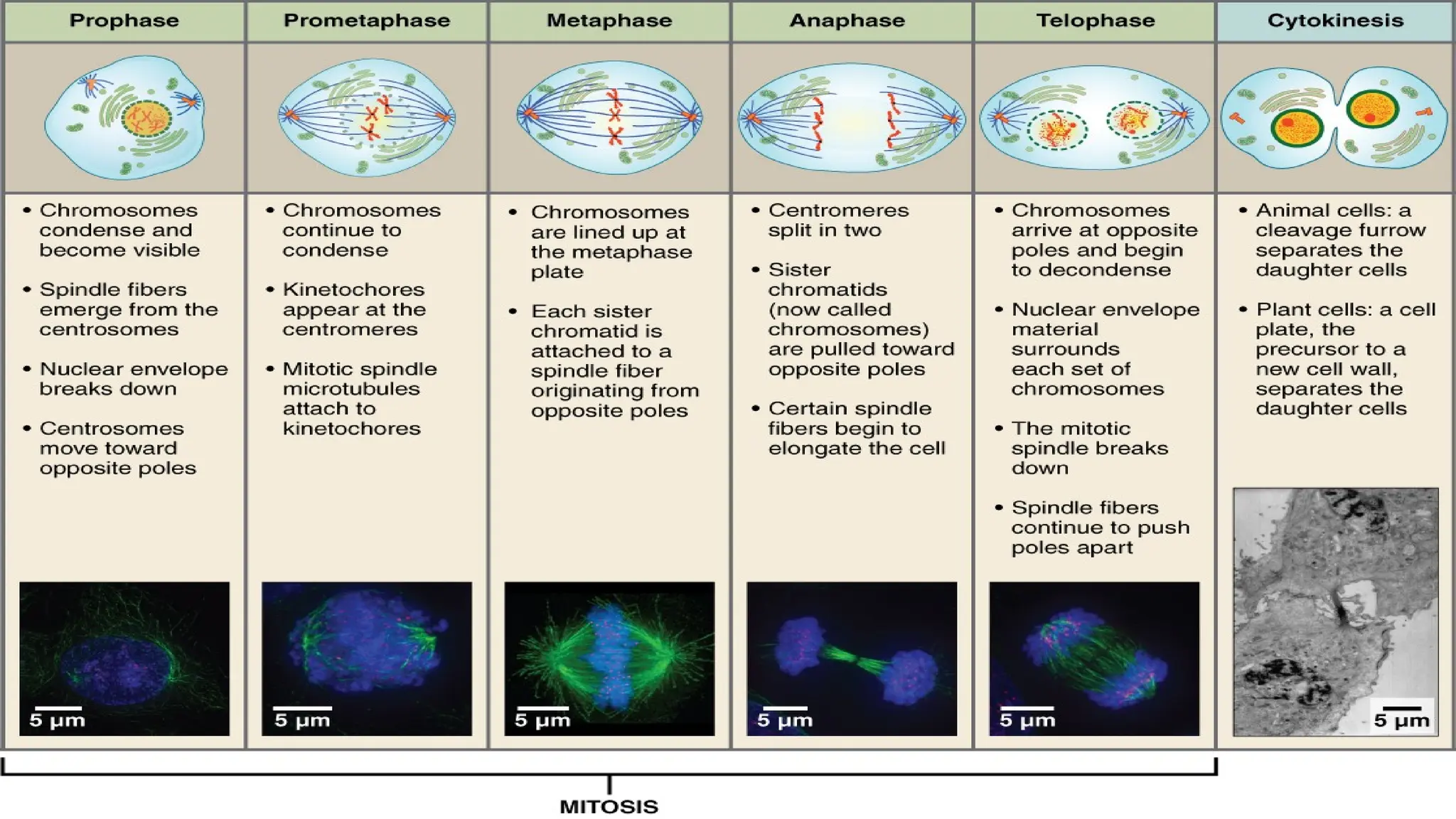 Cell cycle, Phases of Cell Cycle, Molecular events during the cell ...
