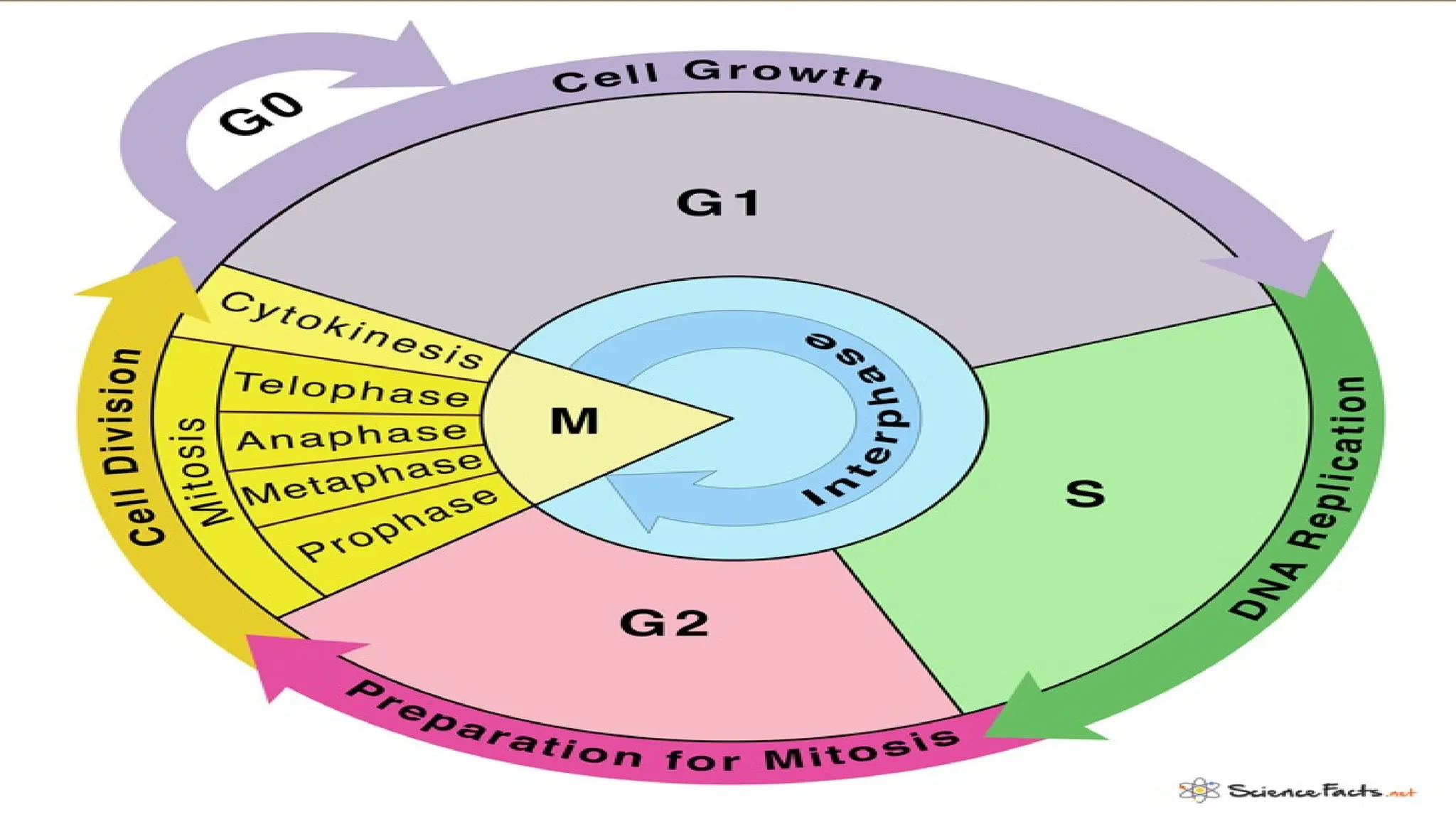 Cell cycle, Phases of Cell Cycle, Molecular events during the cell ...