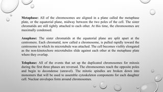 Cell cycle, Phases of Cell Cycle, Molecular events during the cell ...