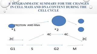 Cell cycle, Phases of Cell Cycle, Molecular events during the cell ...