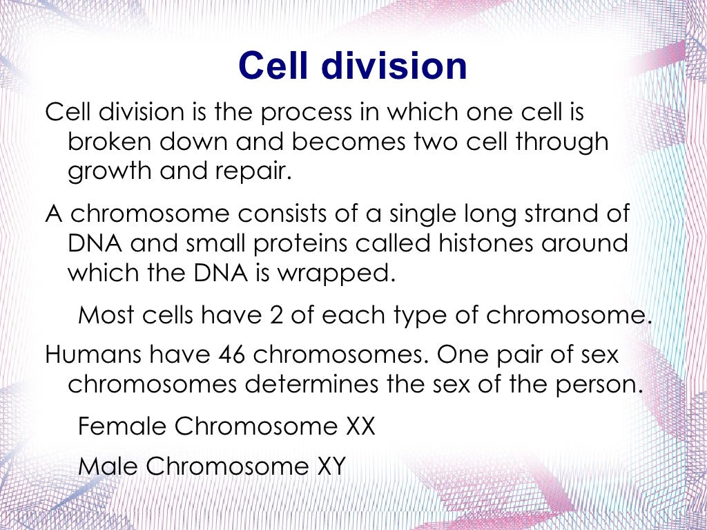 Cell Cycle Powerpoint
