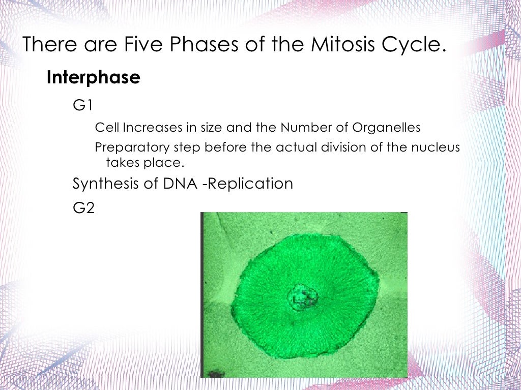 Cell cycle powerpoint