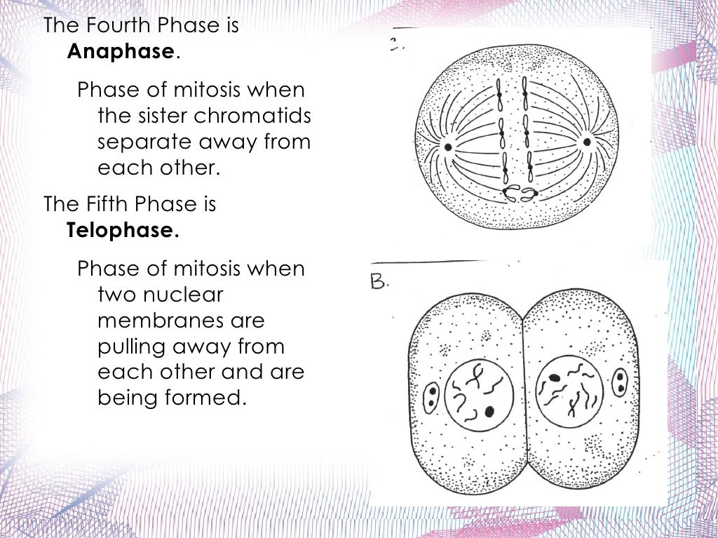 Cell Cycle Powerpoint