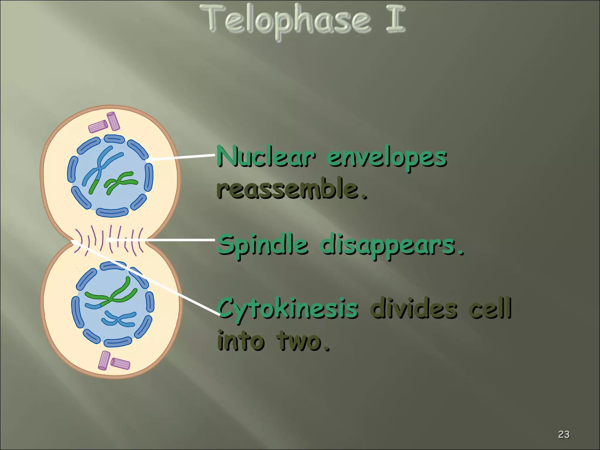 Cell cycle ppt | PPT