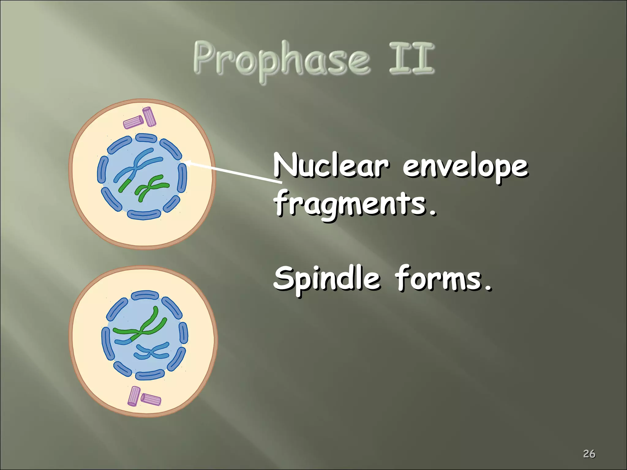 Cell cycle ppt | PPT