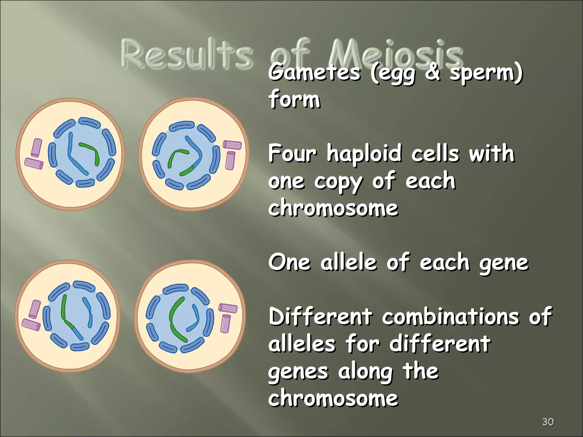 Cell cycle ppt | PPT