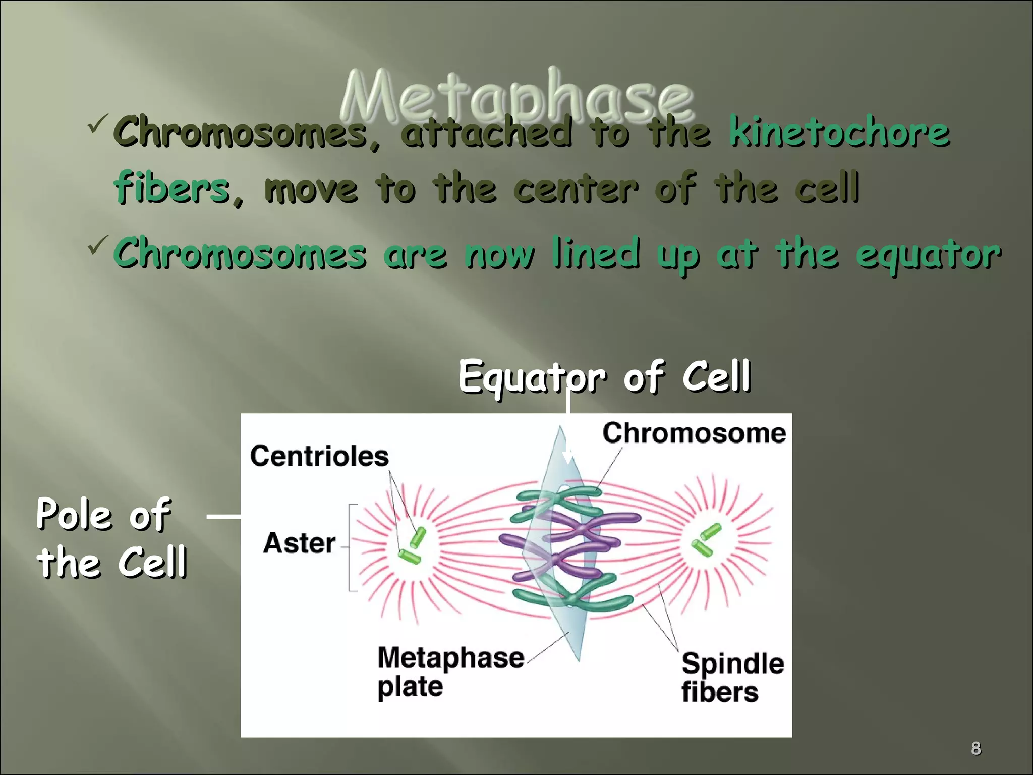 Cell cycle ppt | PPT