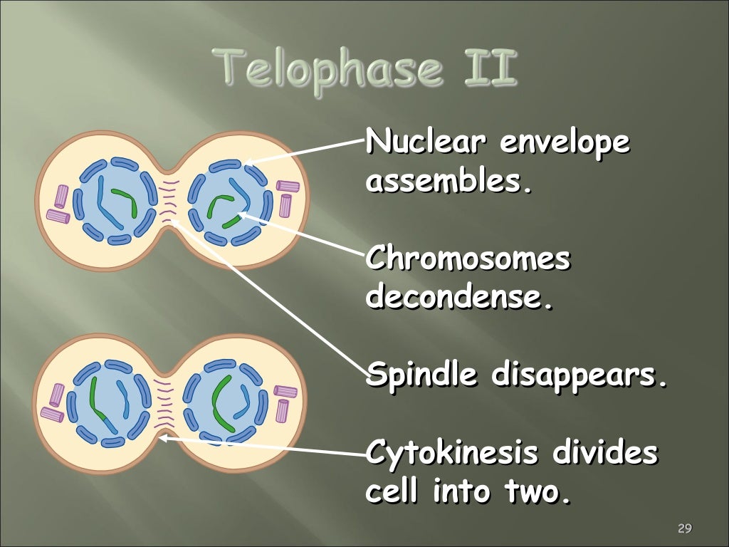 Cell cycle ppt