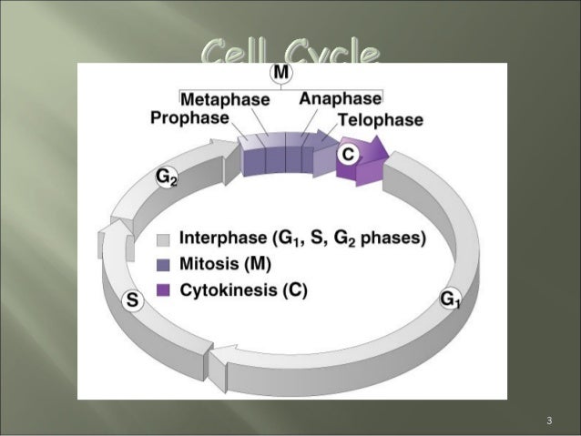 Cell cycle ppt