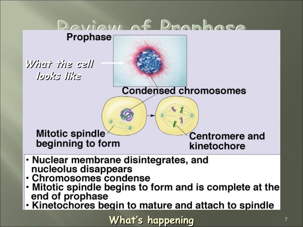 Cell cycle ppt