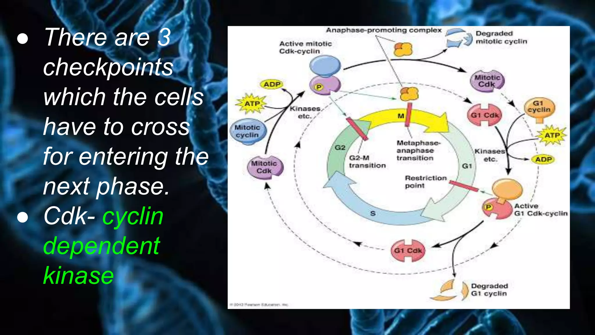 Cell cycle ppt. | PPTX