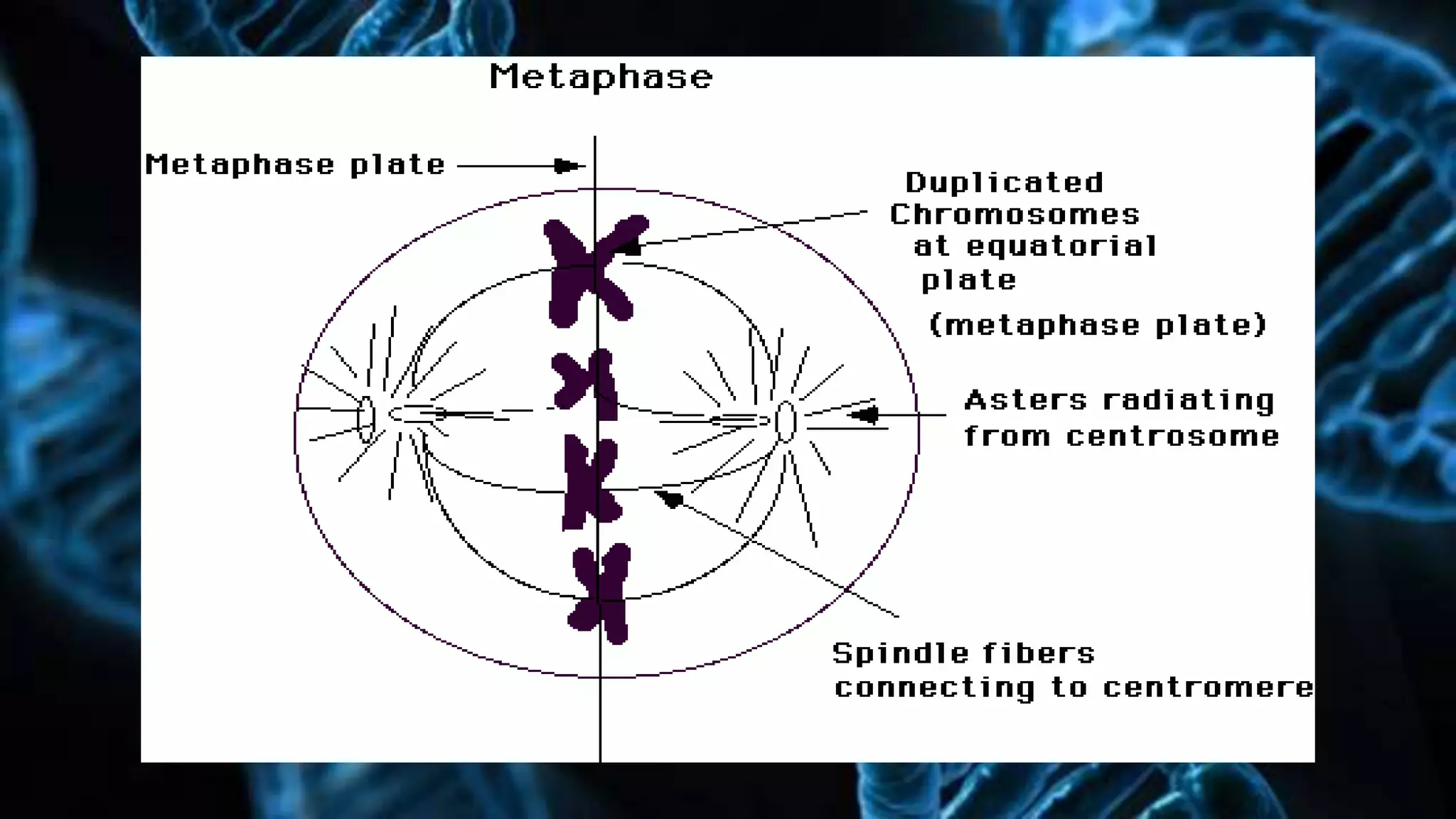 Cell Cycle Ppt Pptx