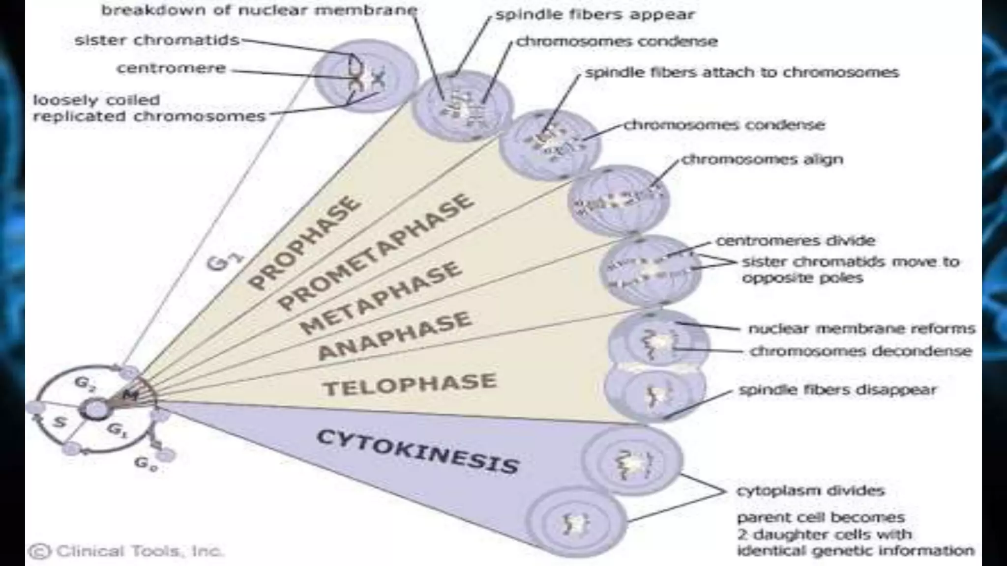 Cell cycle ppt. | PPTX