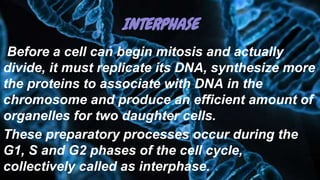 Cell cycle ppt. | PPTX