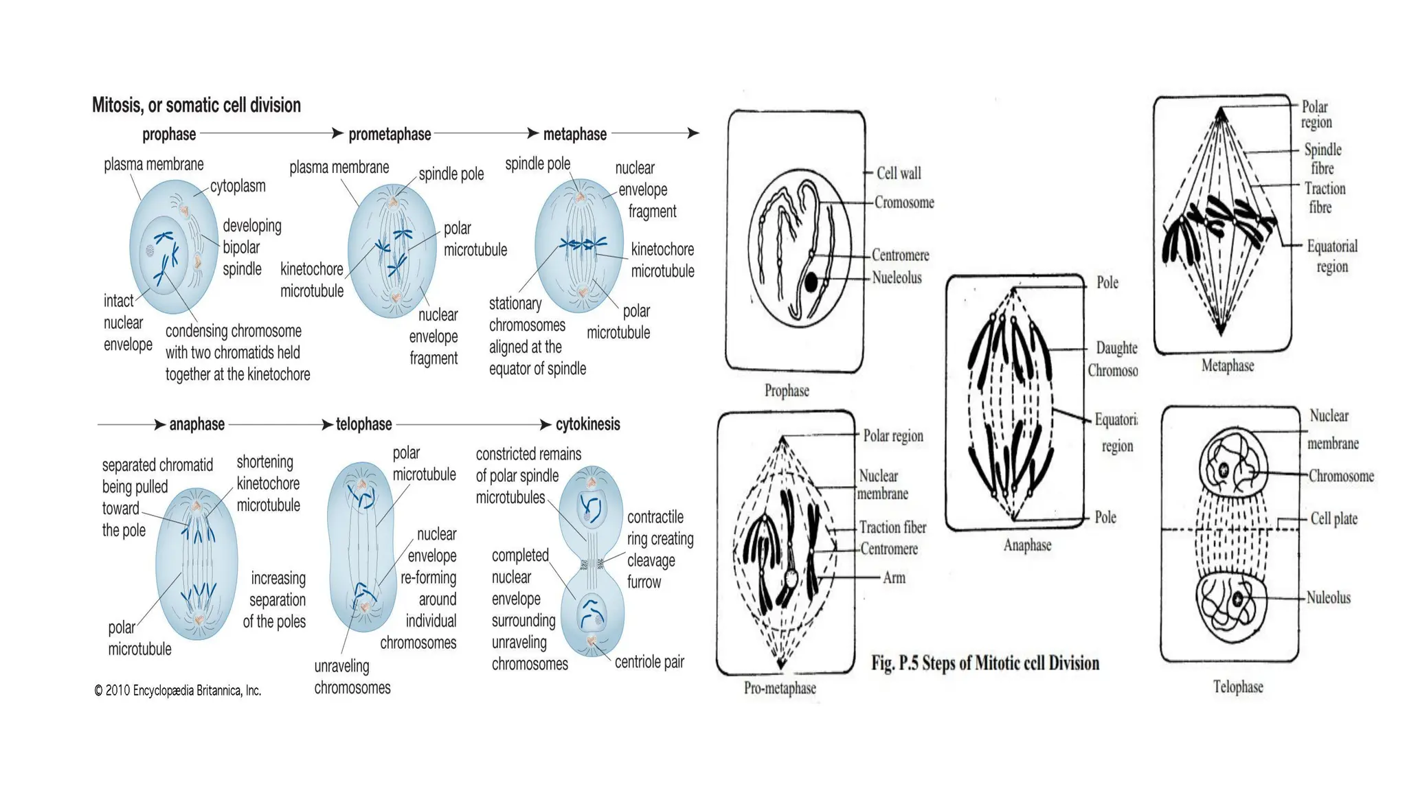 Cell Cycle, Mitosis, and Meiosis: Understanding the Stages, Mechanisms ...
