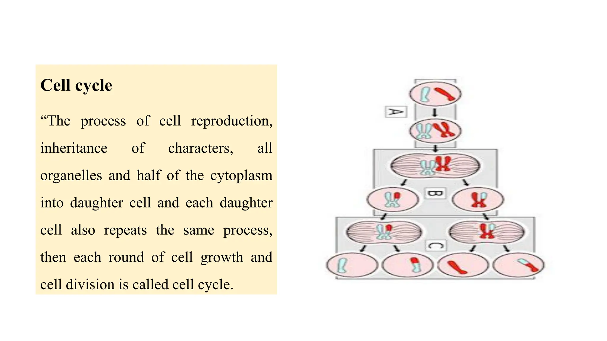 Cell Cycle, Mitosis, and Meiosis: Understanding the Stages, Mechanisms, and Biological ...