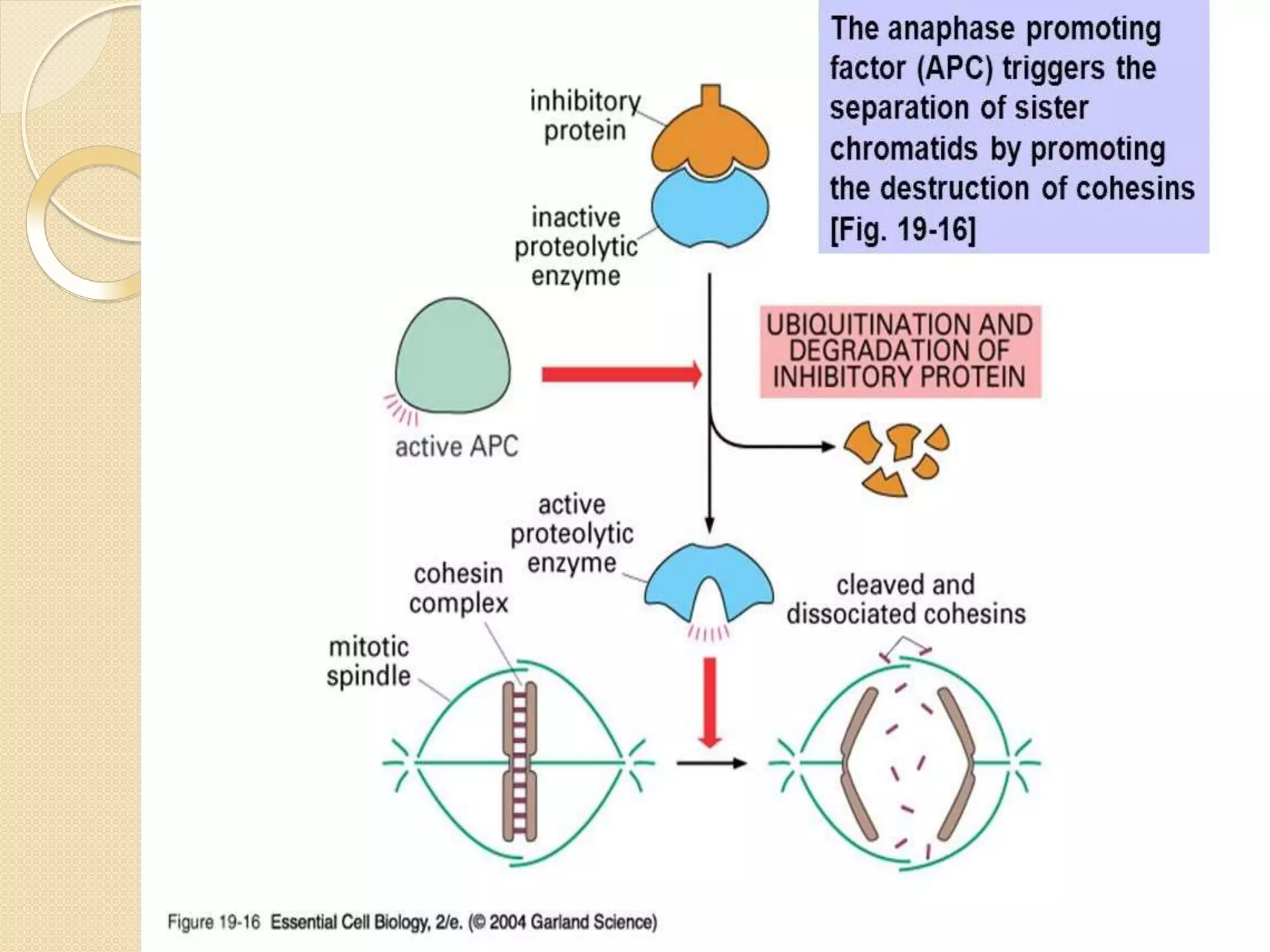 Cell Cycle Ppt Pptx
