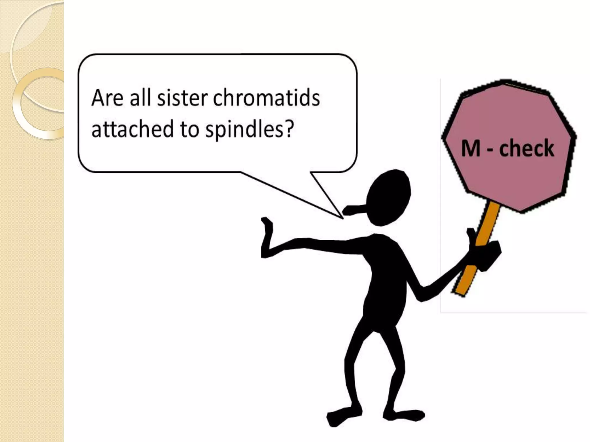 Cell Cycle Ppt Pptx