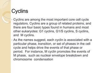 Cell cycle ppt | PPTX
