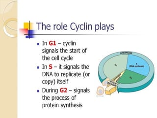 Cell cycle ppt | PPTX