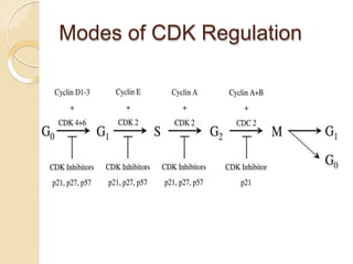 Cell cycle ppt | PPTX