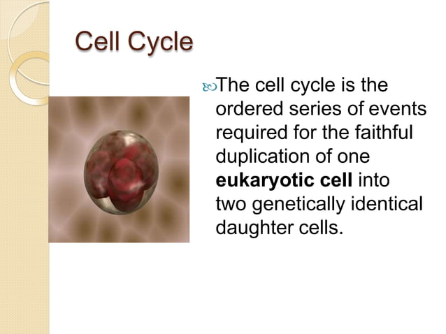 Cell cycle ppt | PPTX