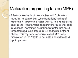 Cell cycle ppt | PPTX