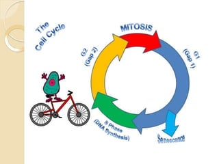 Cell cycle ppt | PPTX