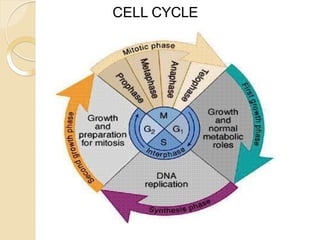 Cell cycle ppt | PPTX