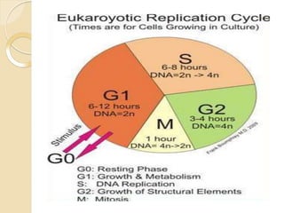 Cell cycle ppt | PPTX