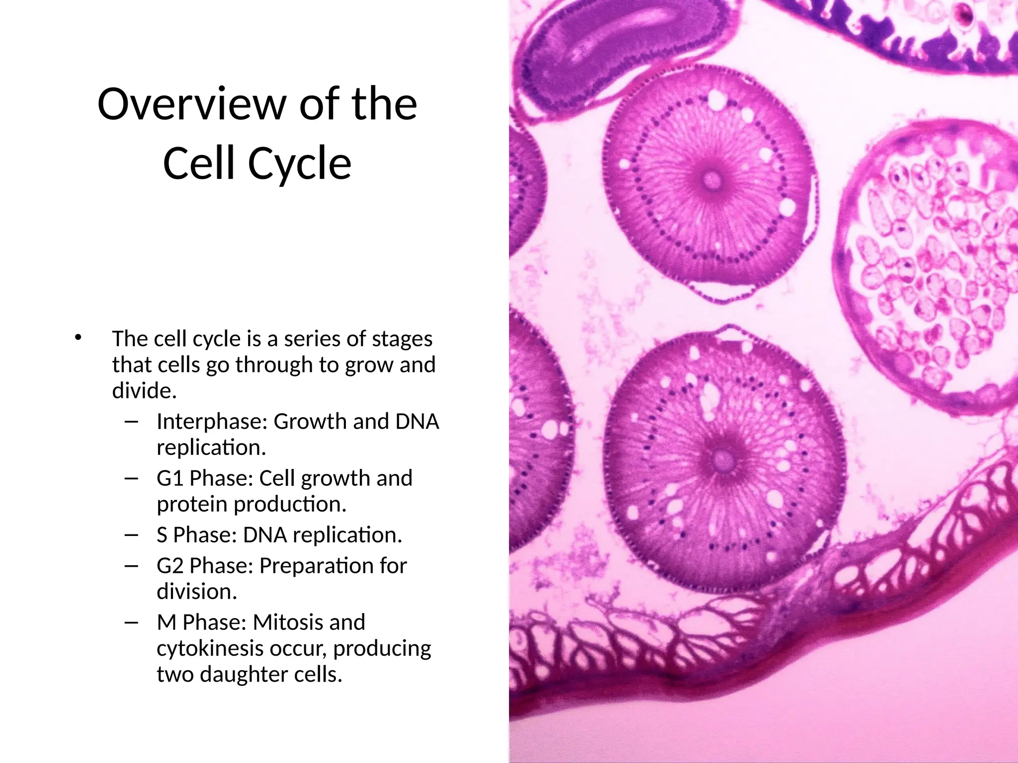 Understanding the Cell Cycle: Mitosis and Meiosis | PPTX