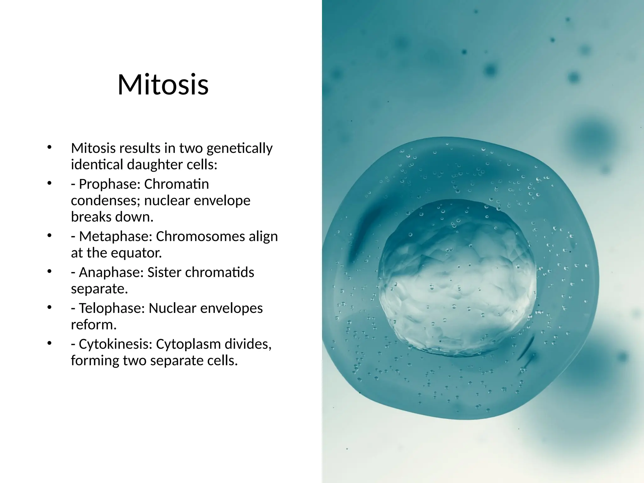 Understanding the Cell Cycle: Mitosis and Meiosis | PPTX
